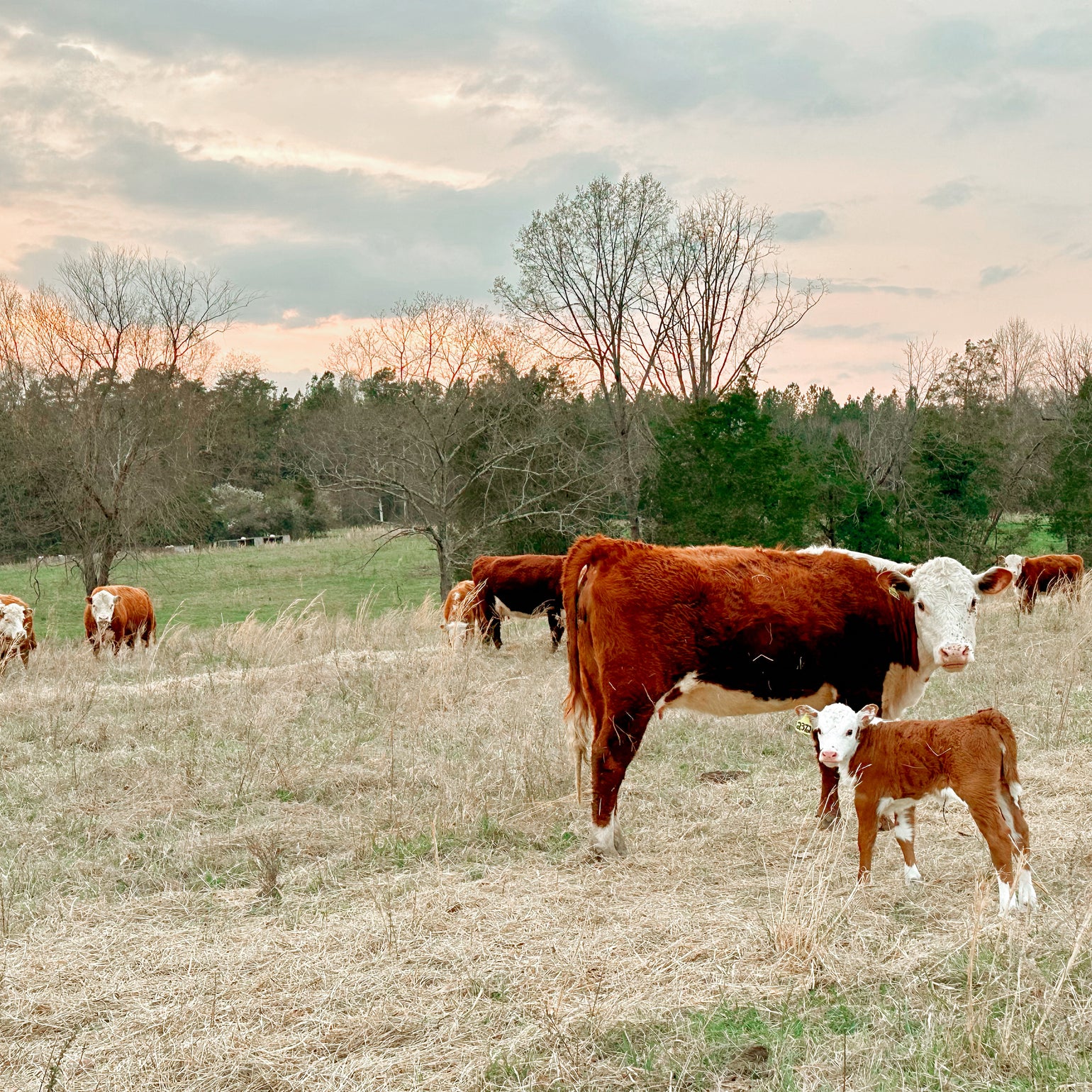 Regenerative Agriculture – Forrest Green Farm