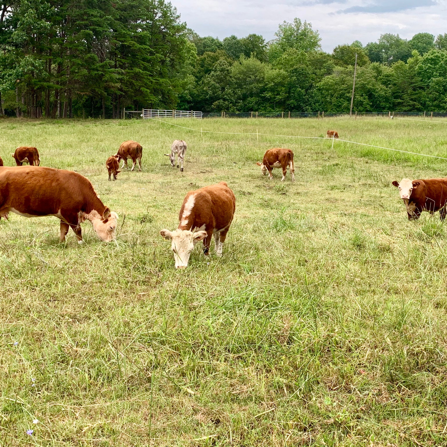 Ancestral Living, Traditional Skills & Homesteading Festival – Forrest ...