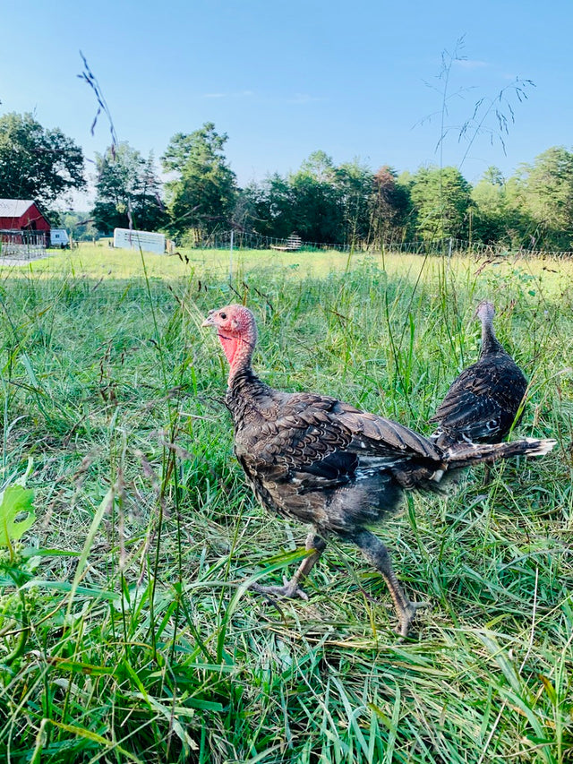 Pasture Raised Whole Turkey Pre-Order Deposit – Forrest Green Farm