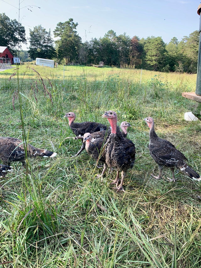 Pasture Raised Whole Turkey Pre-Order Deposit – Forrest Green Farm