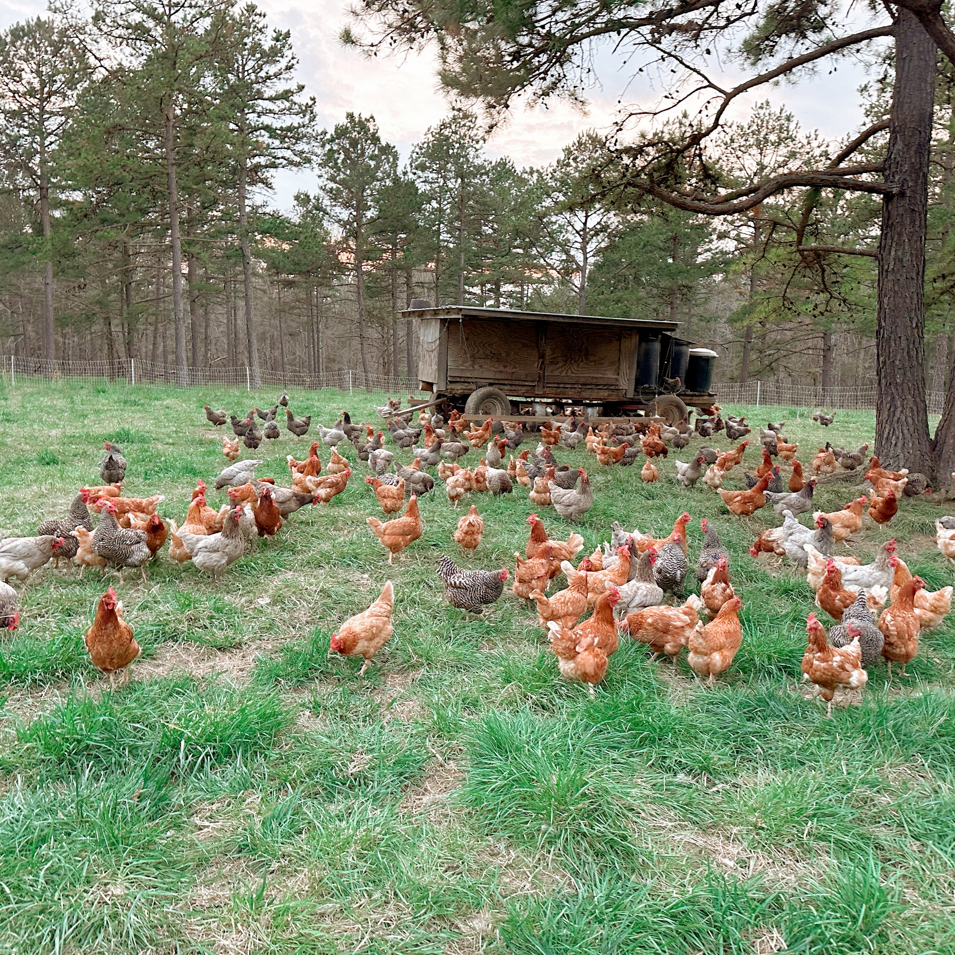 Regenerative Agriculture – Forrest Green Farm